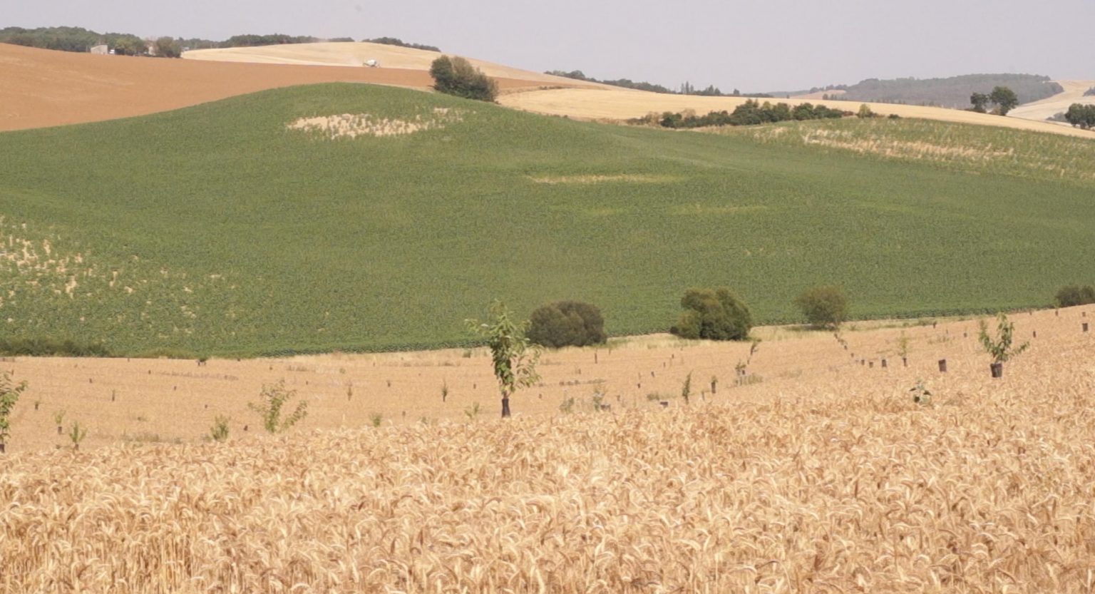 Mesure et dé-mesure du paysage – Openfield